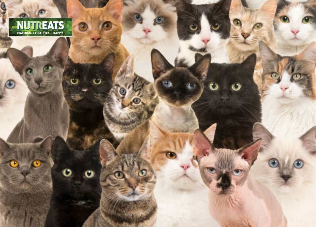 Cat Breeds Living in New Zealand: Their Habits, Sizes, Ages, and Color ...