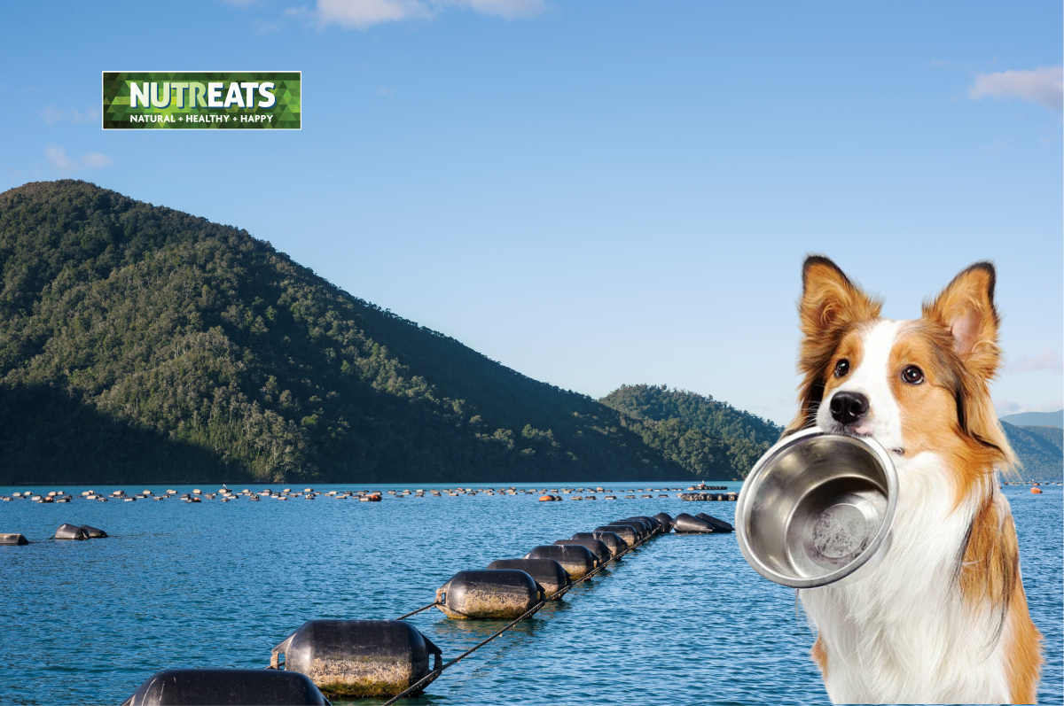 Green-Lipped Mussel Benefits for Dogs: A Journey from Ocean to Bowl in ...